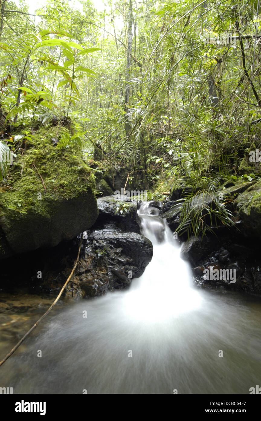 Highland rainforests hi-res stock photography and images - Alamy