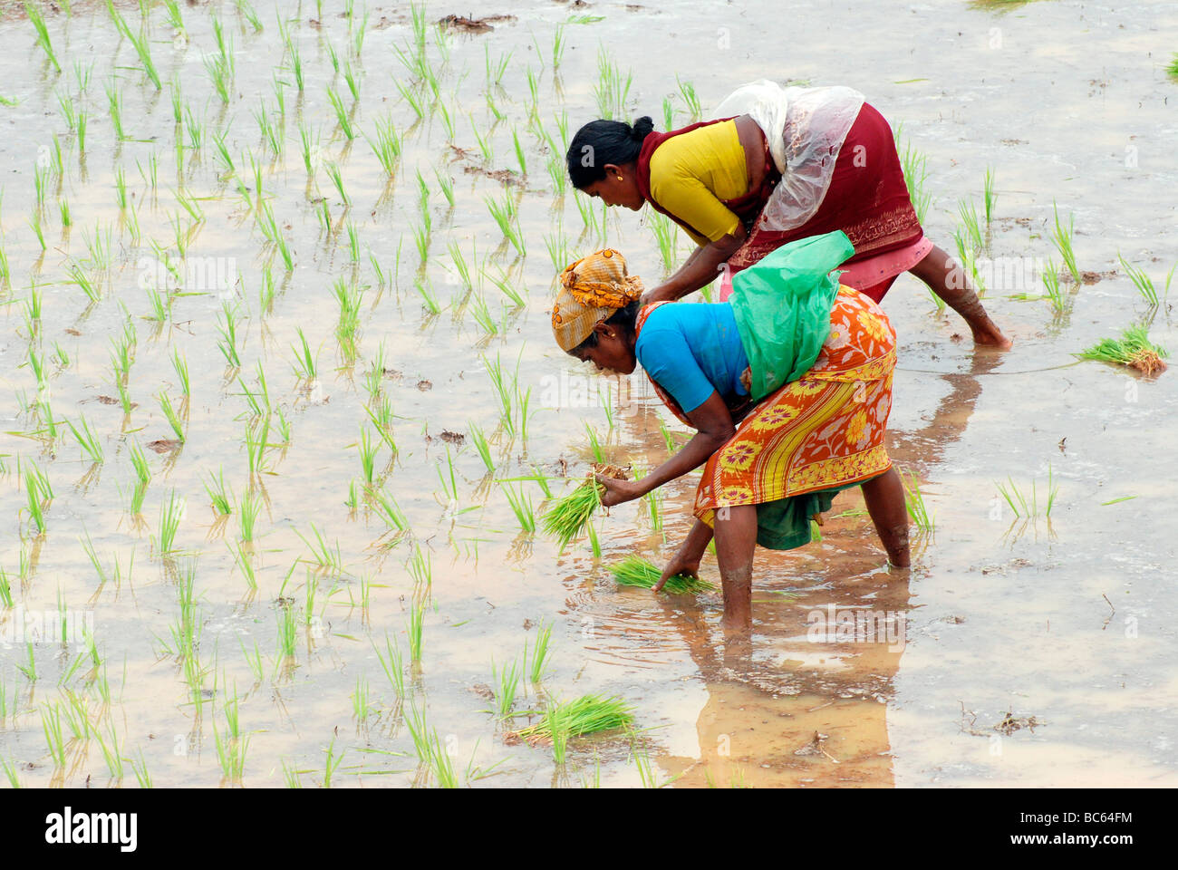 women working in paddy field,india Stock Photo - Alamy