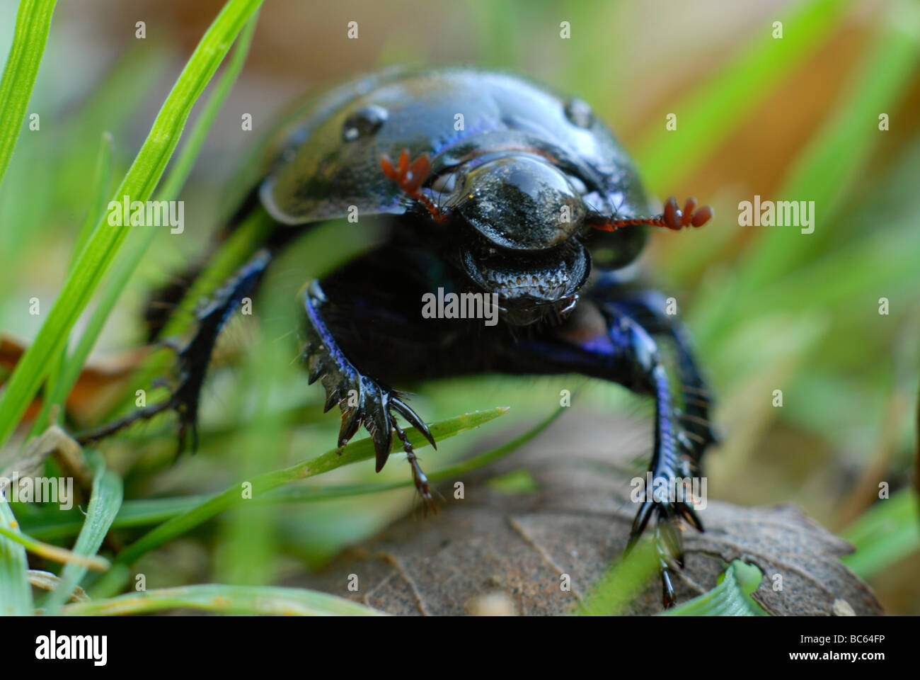 Lustleigh uk hi-res stock photography and images - Alamy