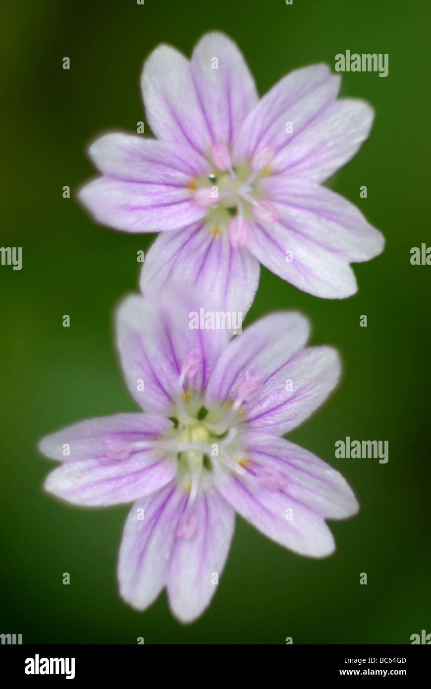 Wood crane’s bill hi-res stock photography and images - Alamy