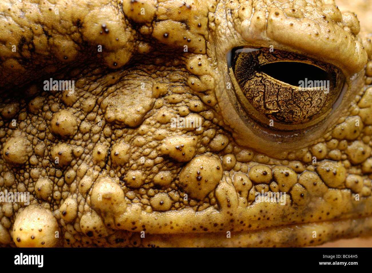 Close up of the head and eye of a Giant River Toad, Bufo juxtasper ...