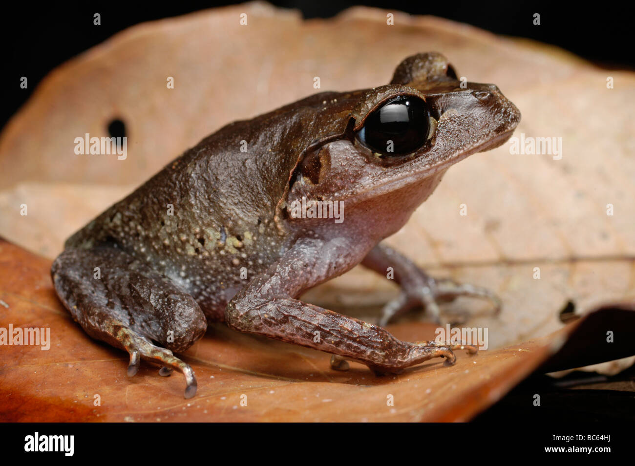 Lowland Litter Frog, Leptobrachium abbotti Stock Photo - Alamy