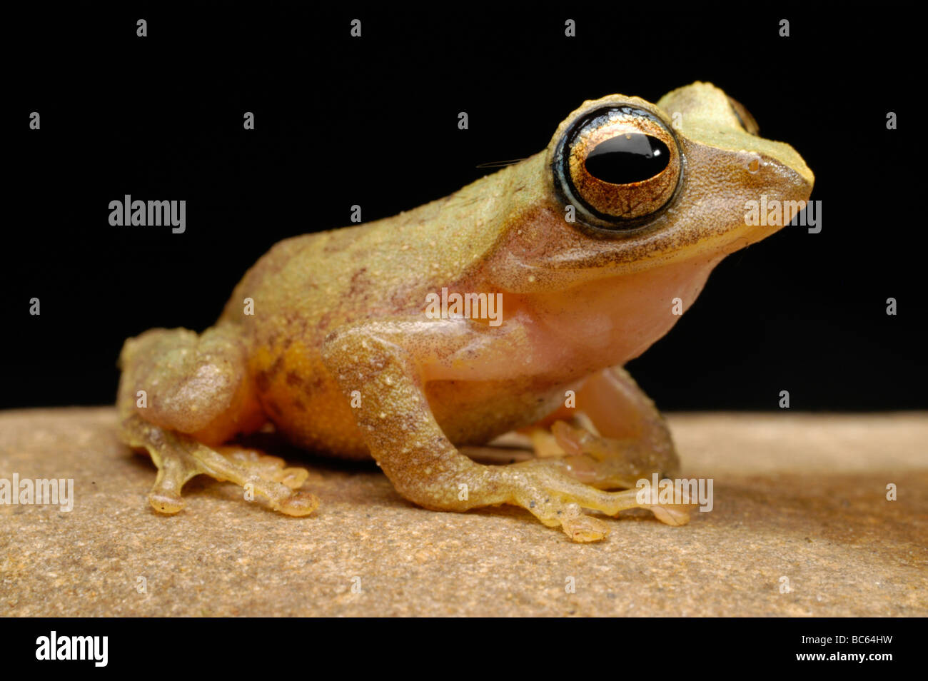 Frilled tree frog hi-res stock photography and images - Alamy