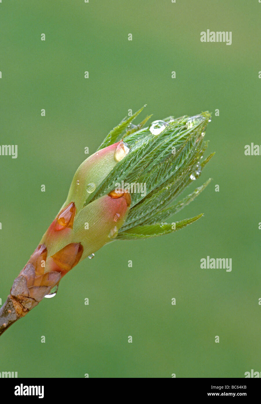 Buckeye tree (Aesculus glabra) series: The bud of buckeye covered in ...