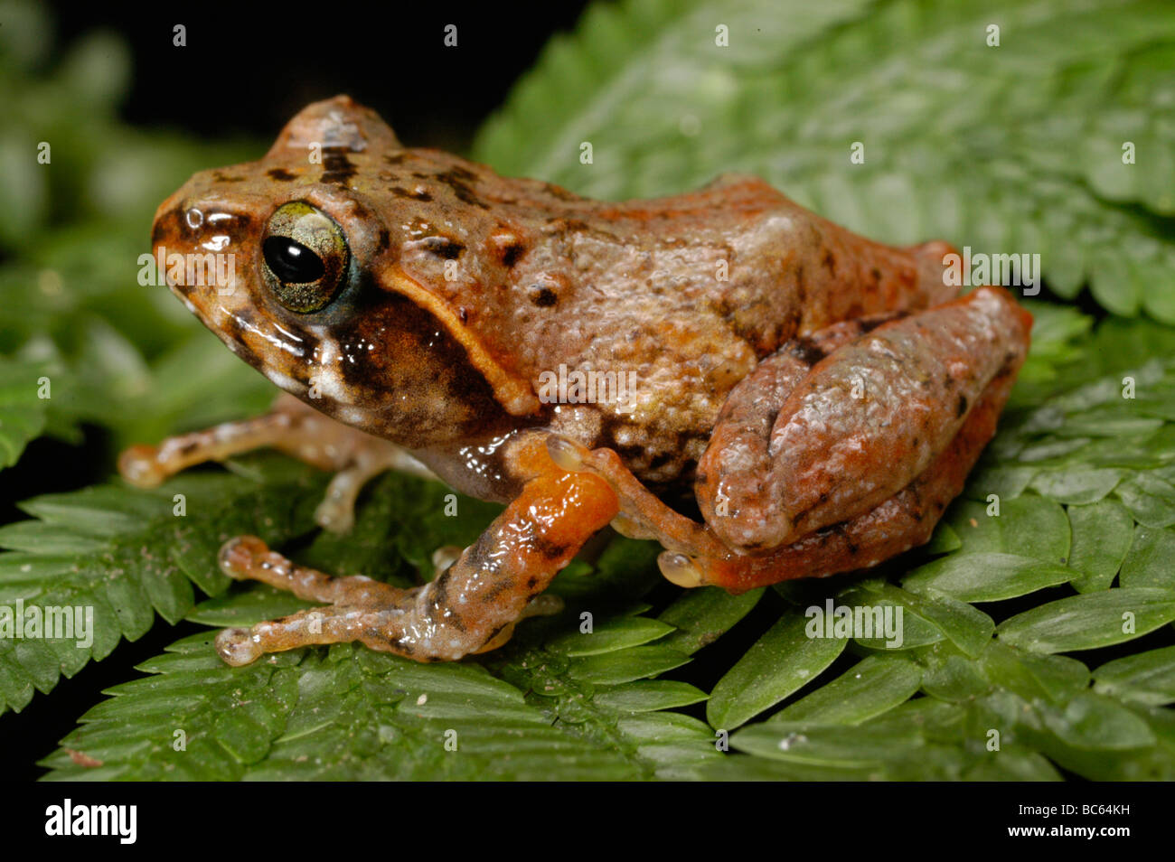 Brown Bush Frog, Philautus petersi Stock Photo - Alamy