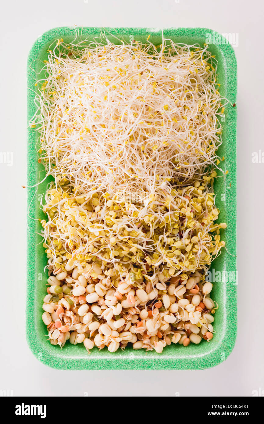 Various types of seed sprouts in green tray Stock Photo - Alamy