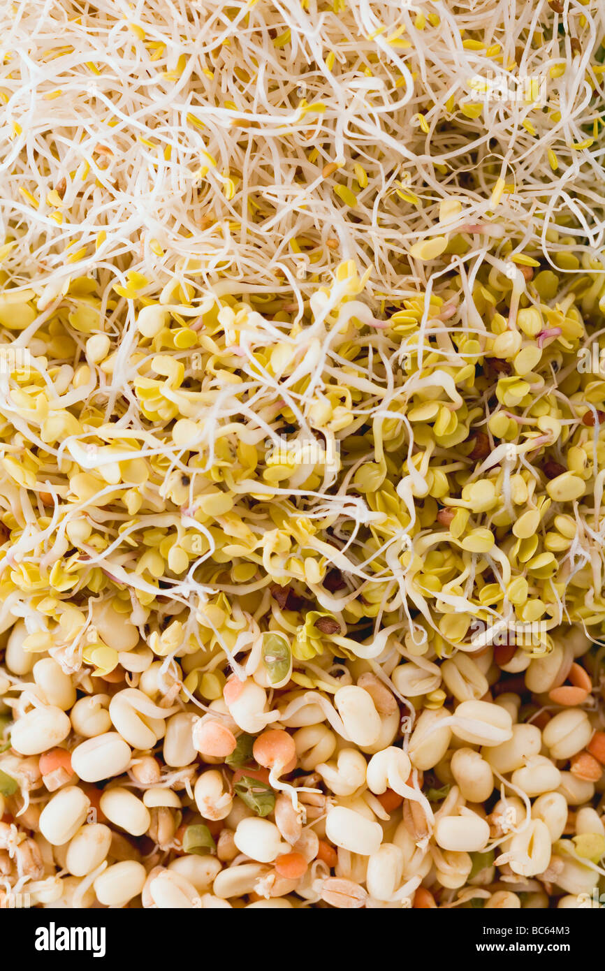 Various types of seed sprouts (full-frame Stock Photo - Alamy