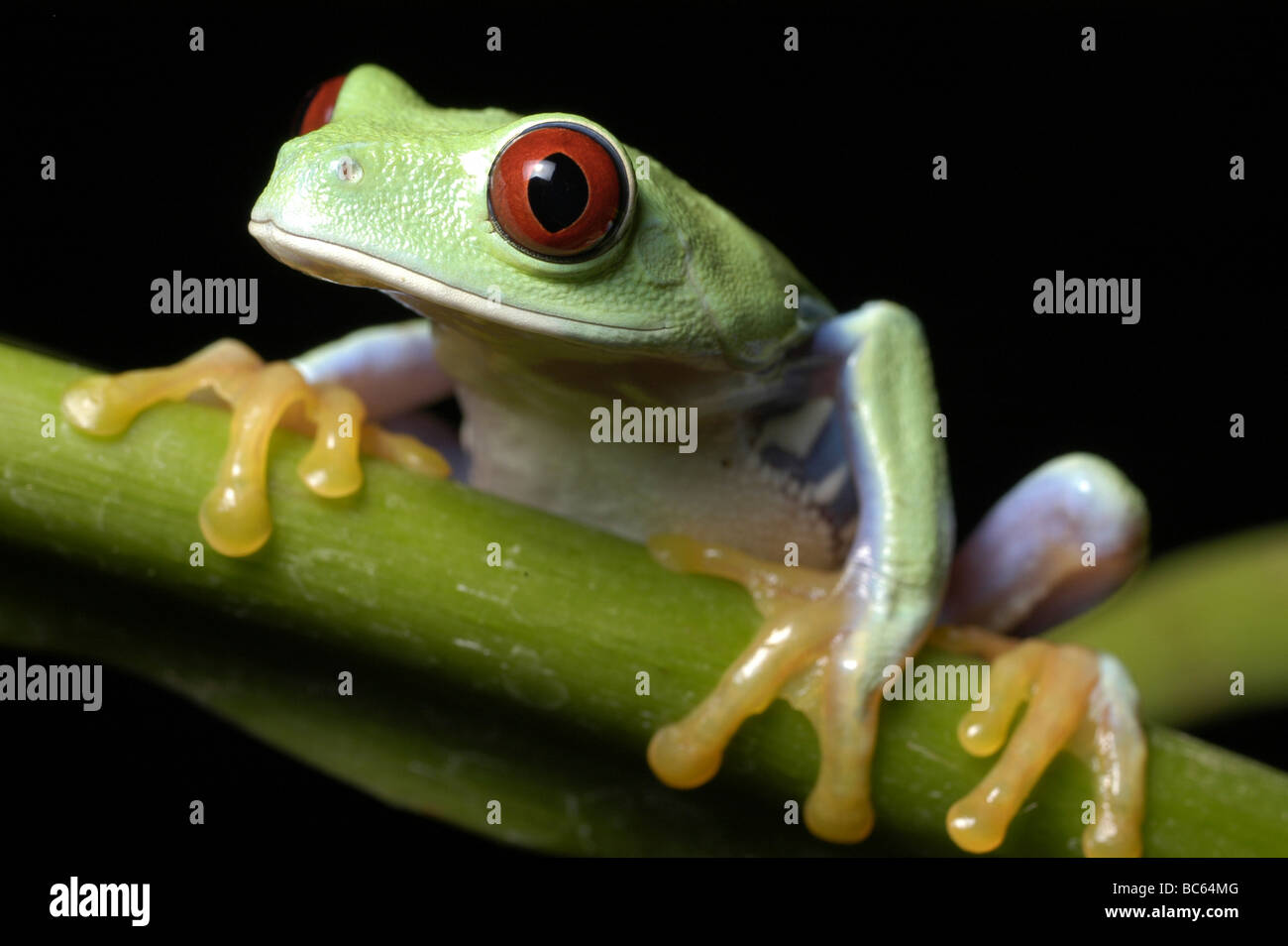 Young Red Eyed Tree Frog, Agalychnis callidrya. Also known as Red Eyed ...