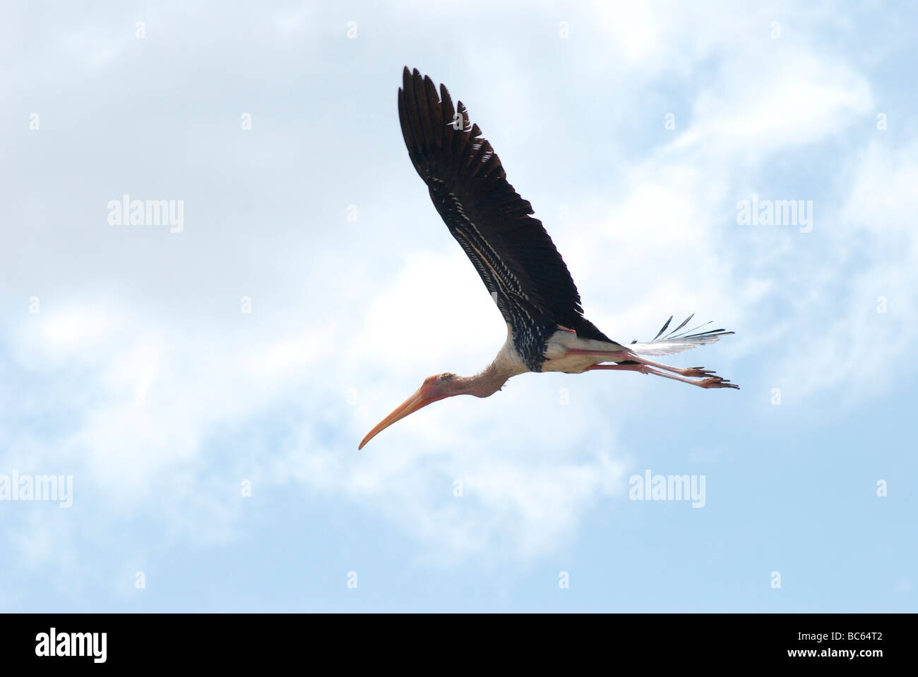 painted stork in flight Stock Photo - Alamy