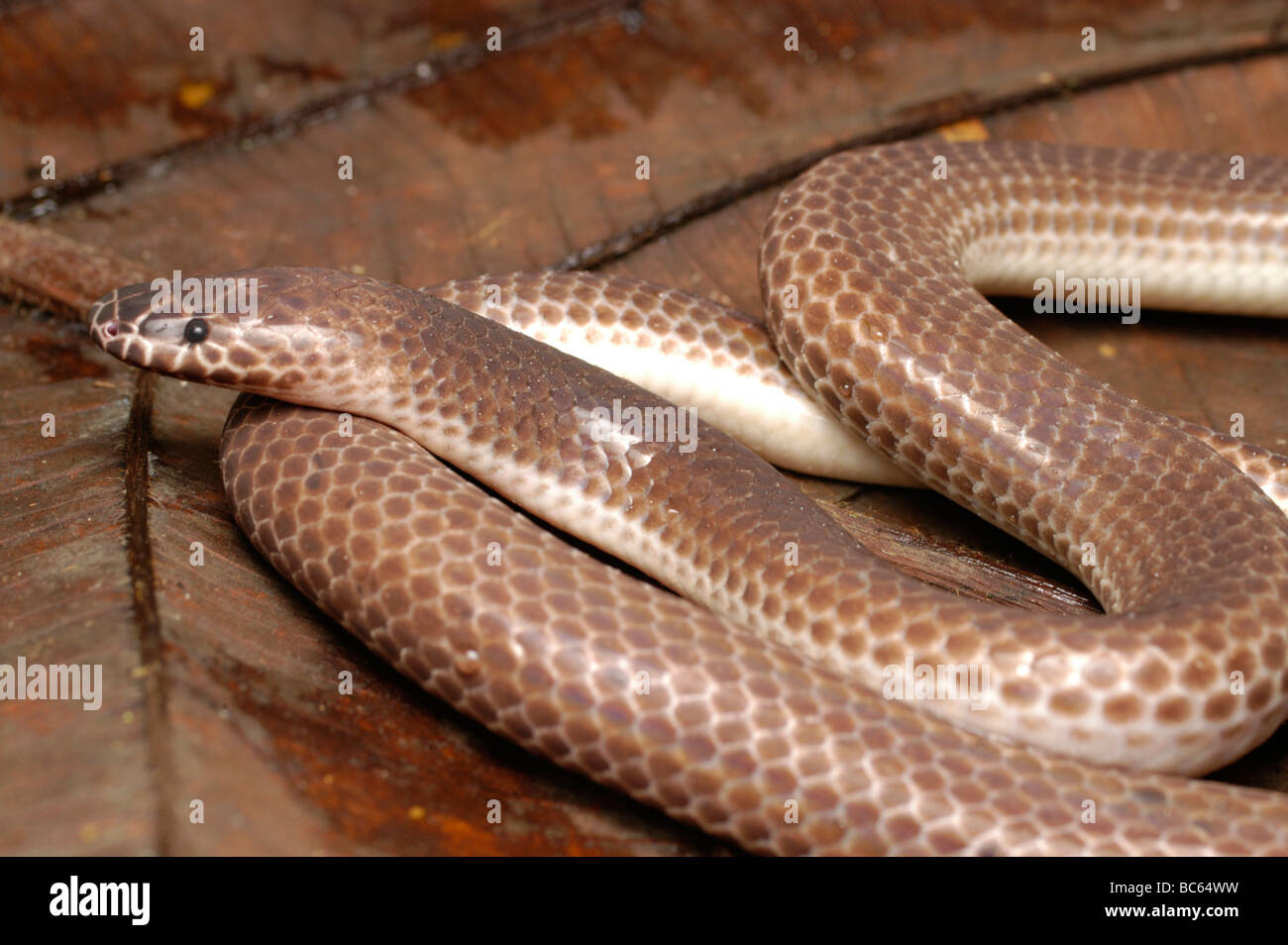 Albino Sunbeam Snake