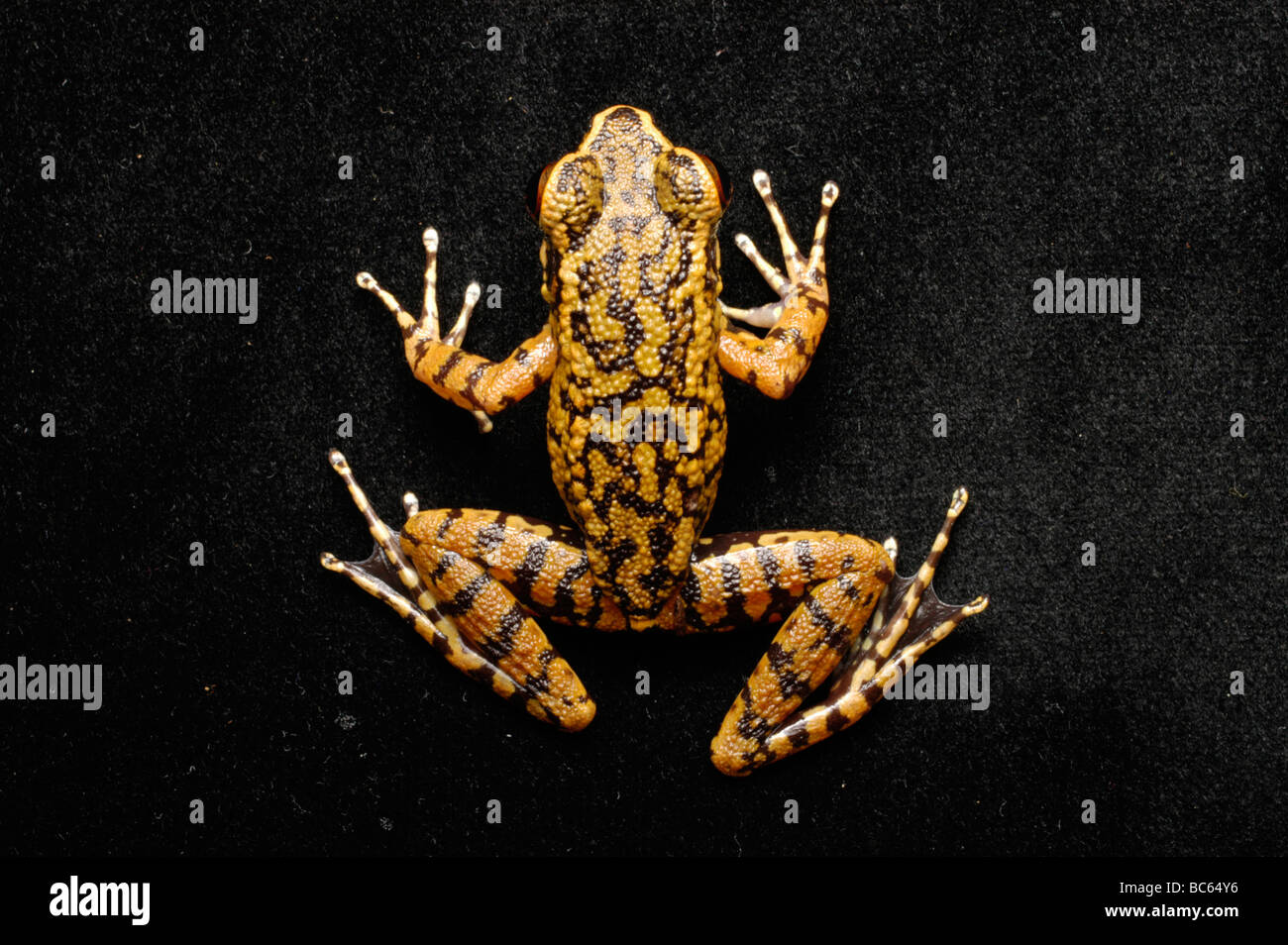 Frogs Jumping Back View