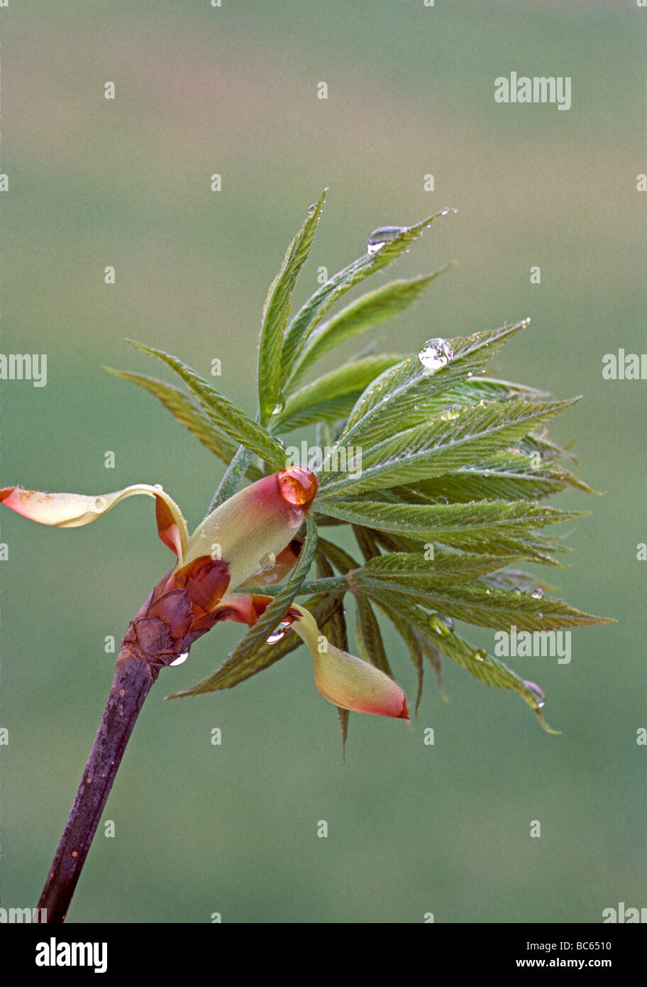 Buckeye tree (Aesculus glabra) series from bud to bloom to berries ...
