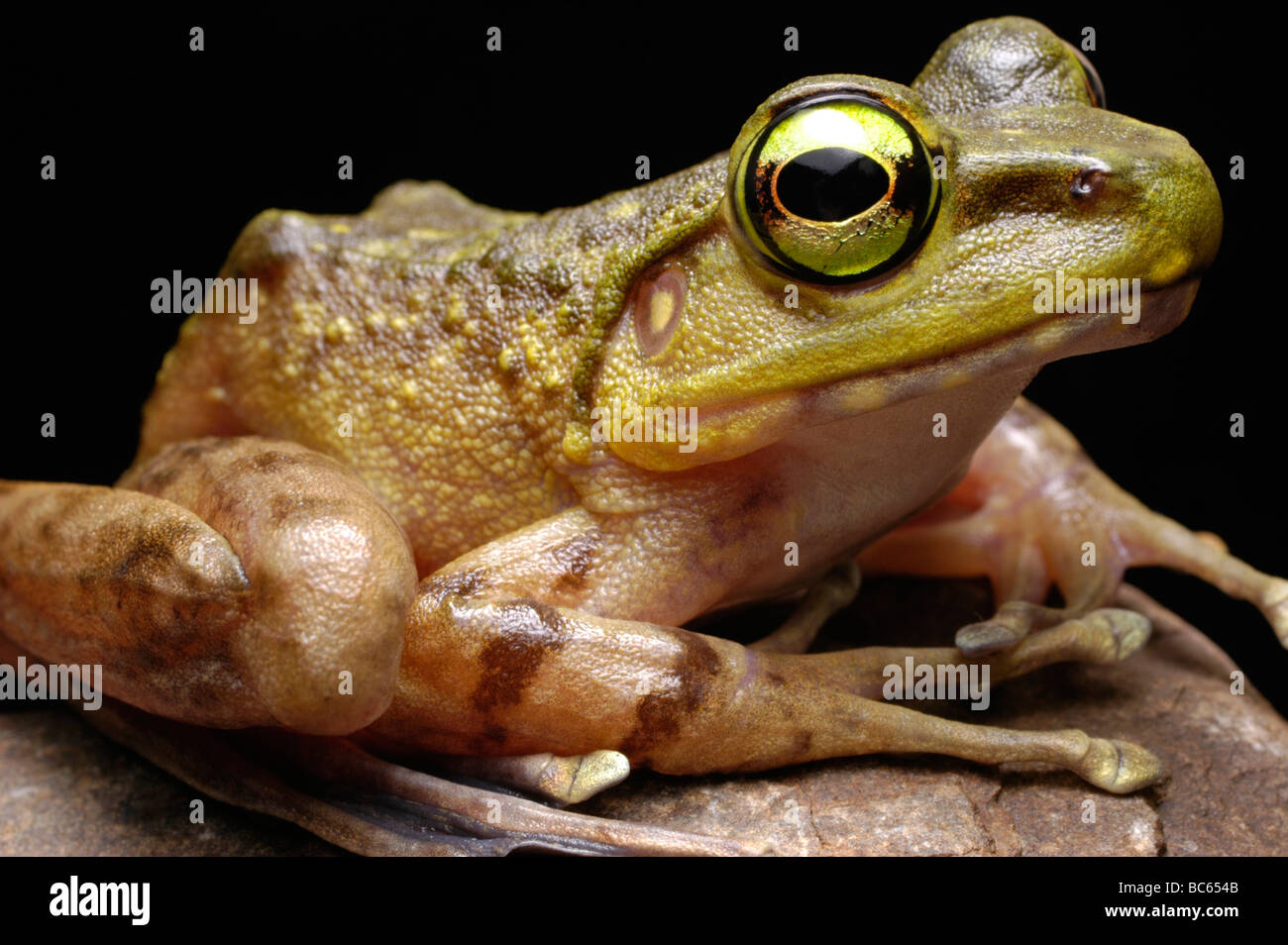 Torrent frog hi-res stock photography and images - Alamy