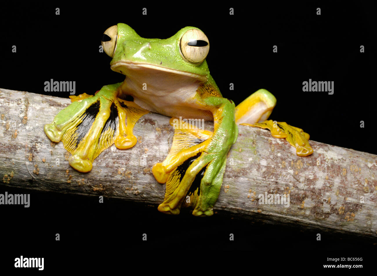 Wallace's Flying Frog, Rhacophorus nigropalmatus, clmibing on a branch ...