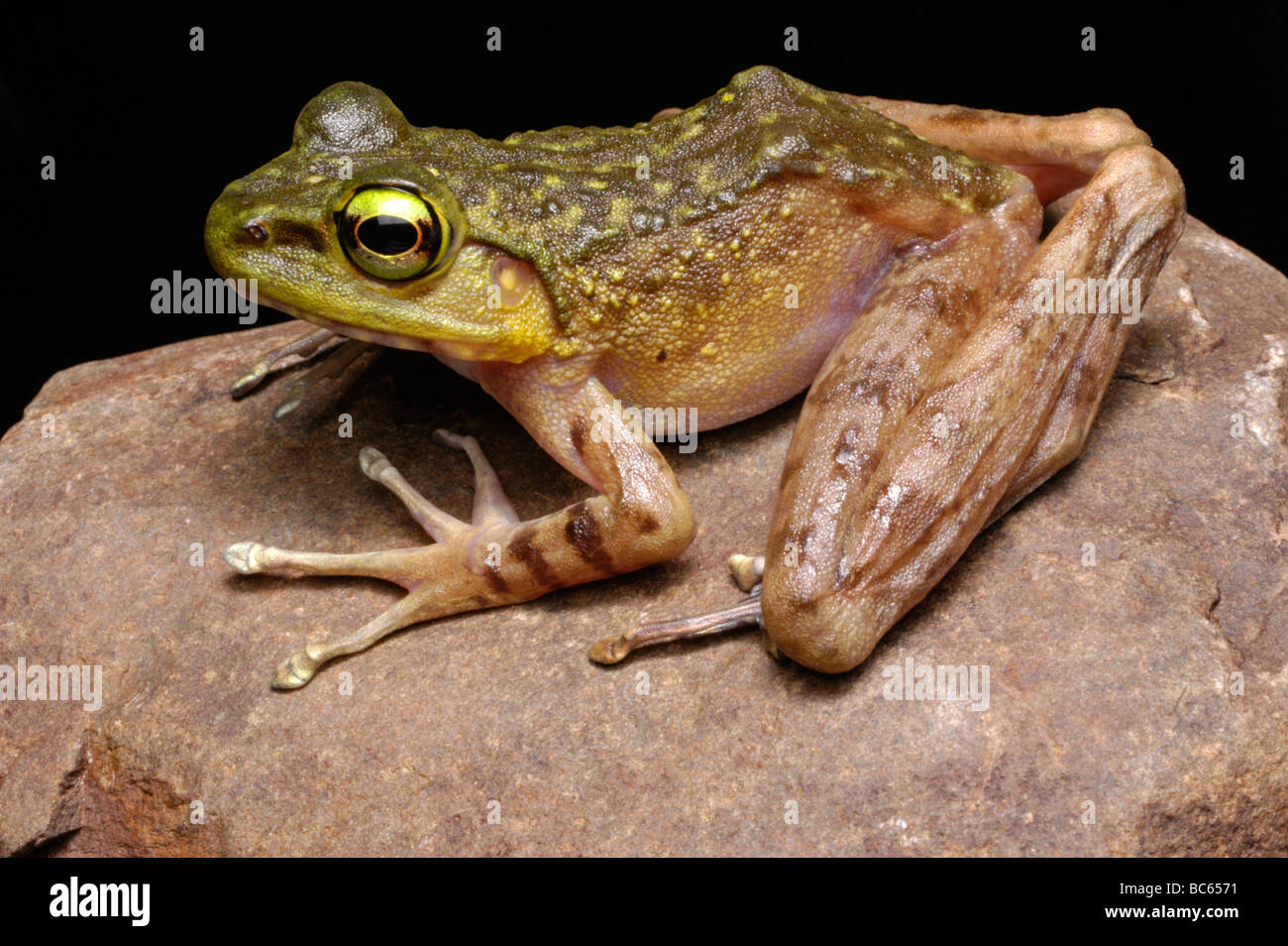 Kinabalu Torrent Frog, Meristogenys kinabaluensis Stock Photo - Alamy