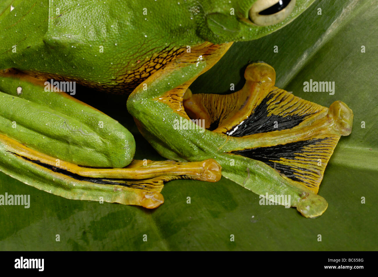 A green Wallace's Flying Frog, Rhacophorus nigropalmatus, with yellow ...