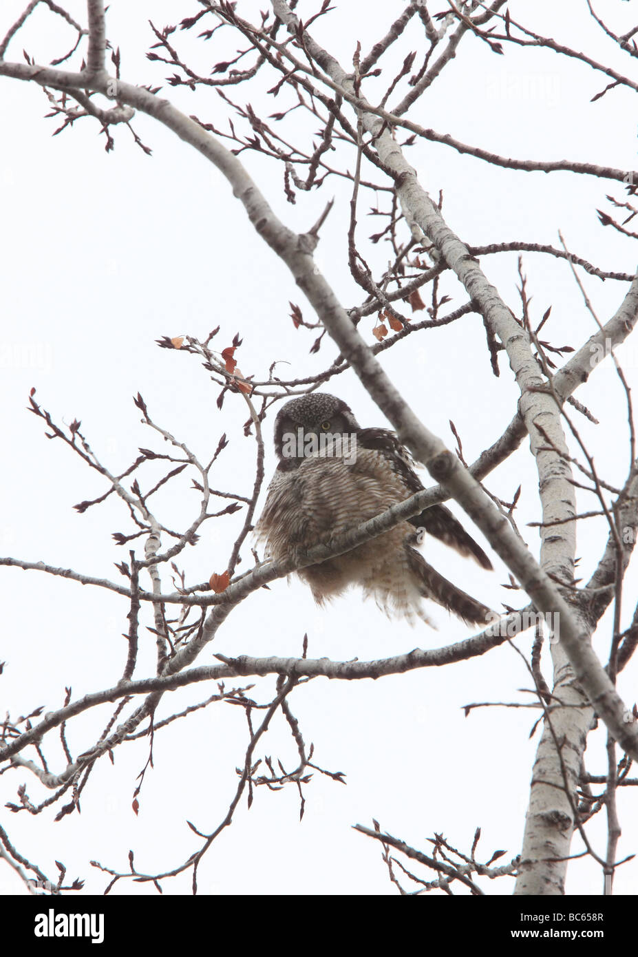 Northern Hawk Owl Canada Stock Photo - Alamy
