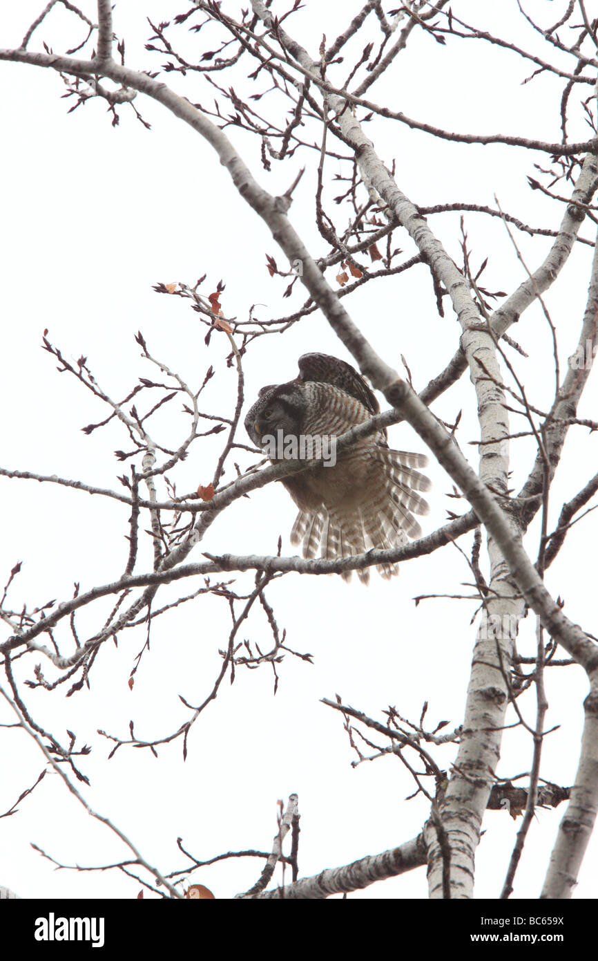 Northern Hawk Owl Canada Stock Photo - Alamy