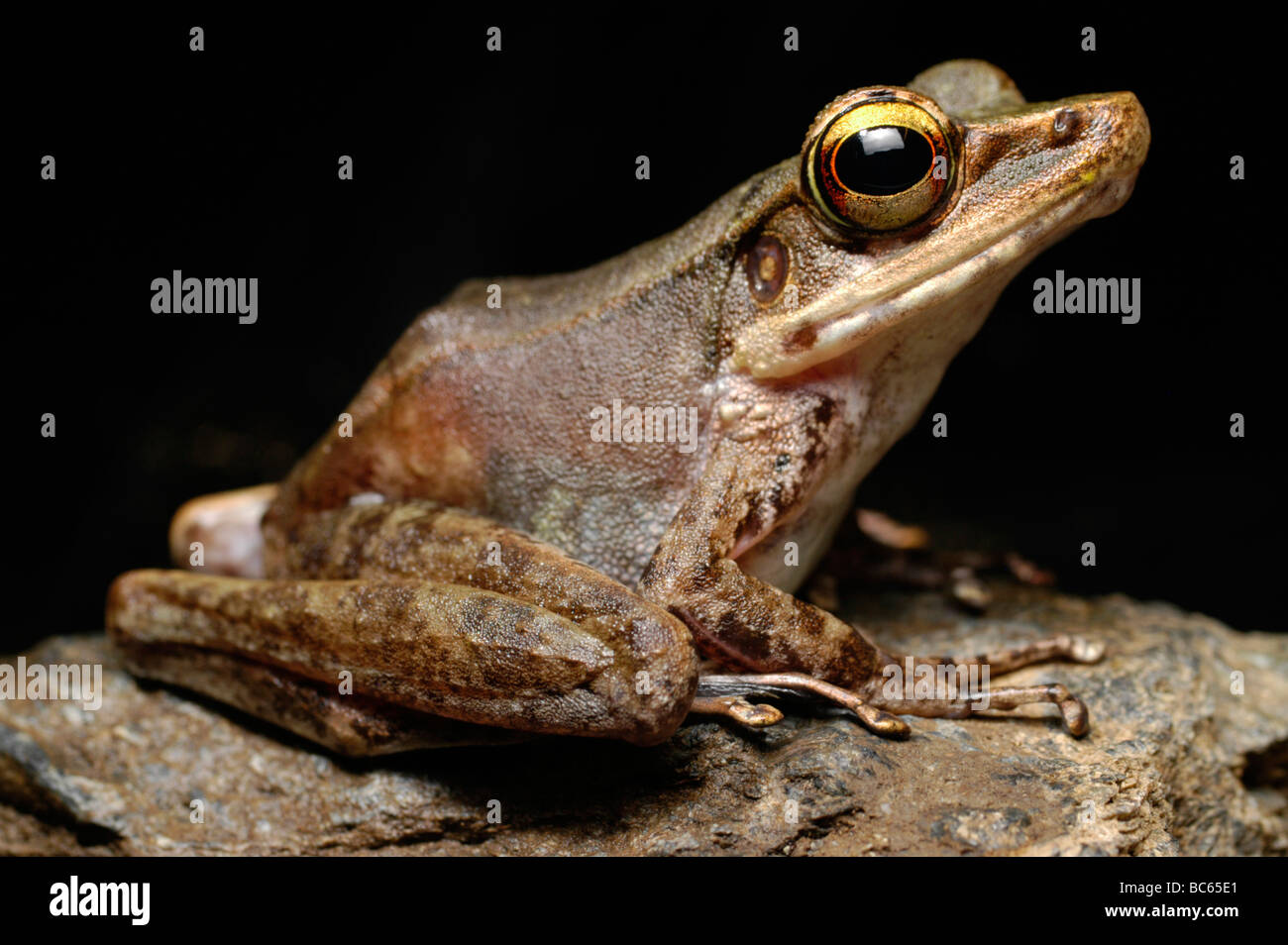 Torrent frogs hi-res stock photography and images - Alamy