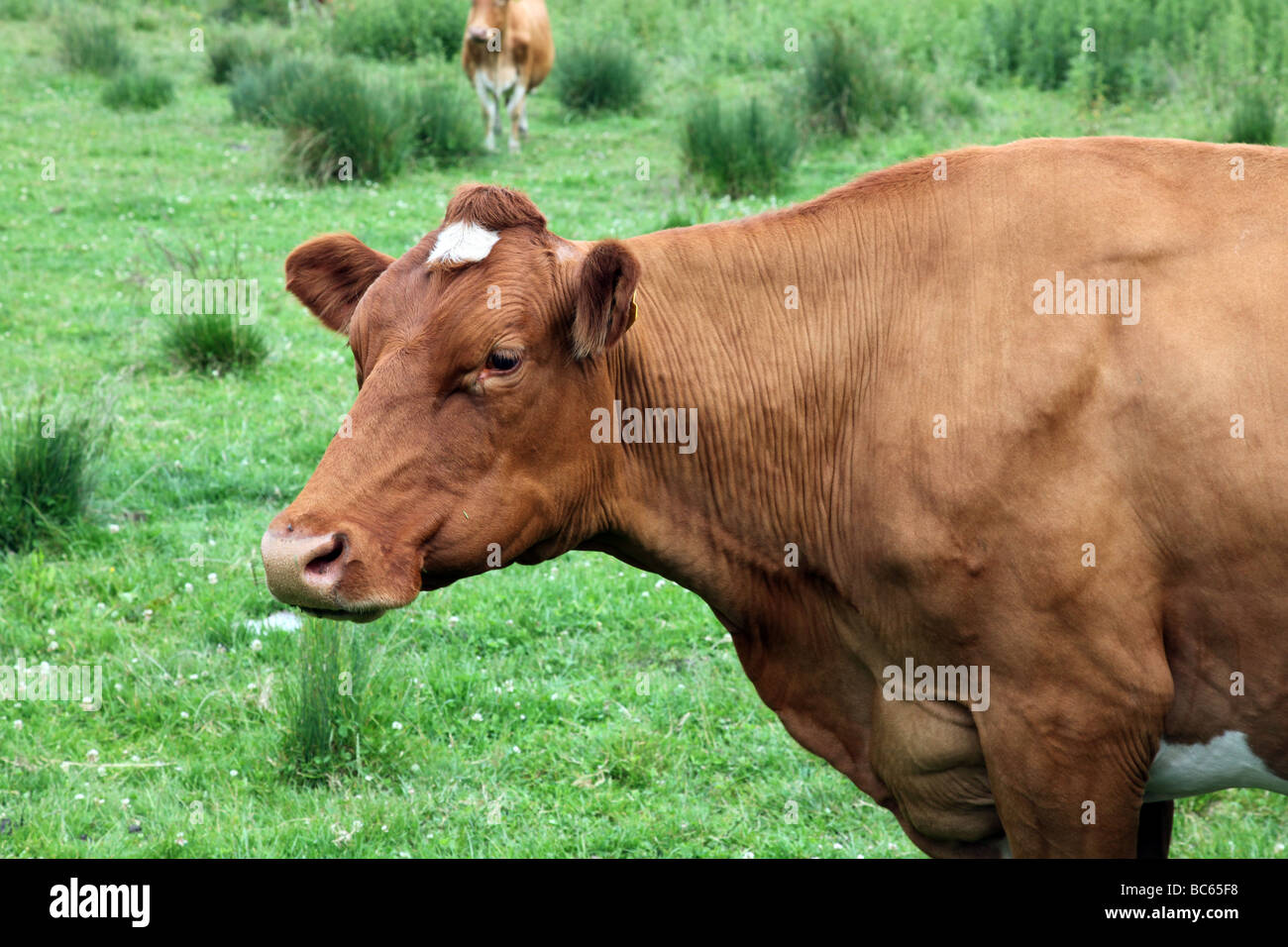 Dairy cow hi-res stock photography and images - Alamy