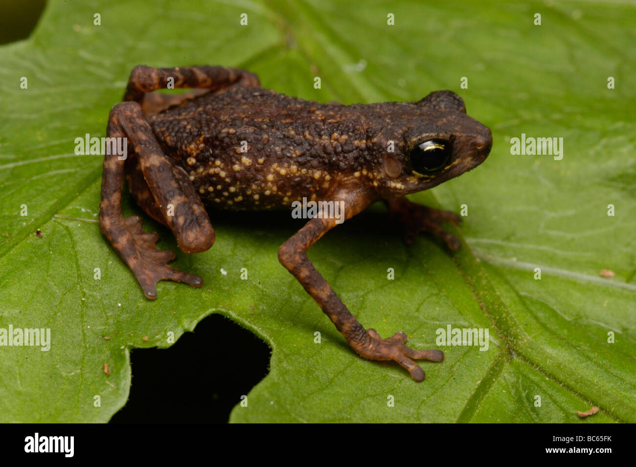 Api dwarf toad hi-res stock photography and images - Alamy