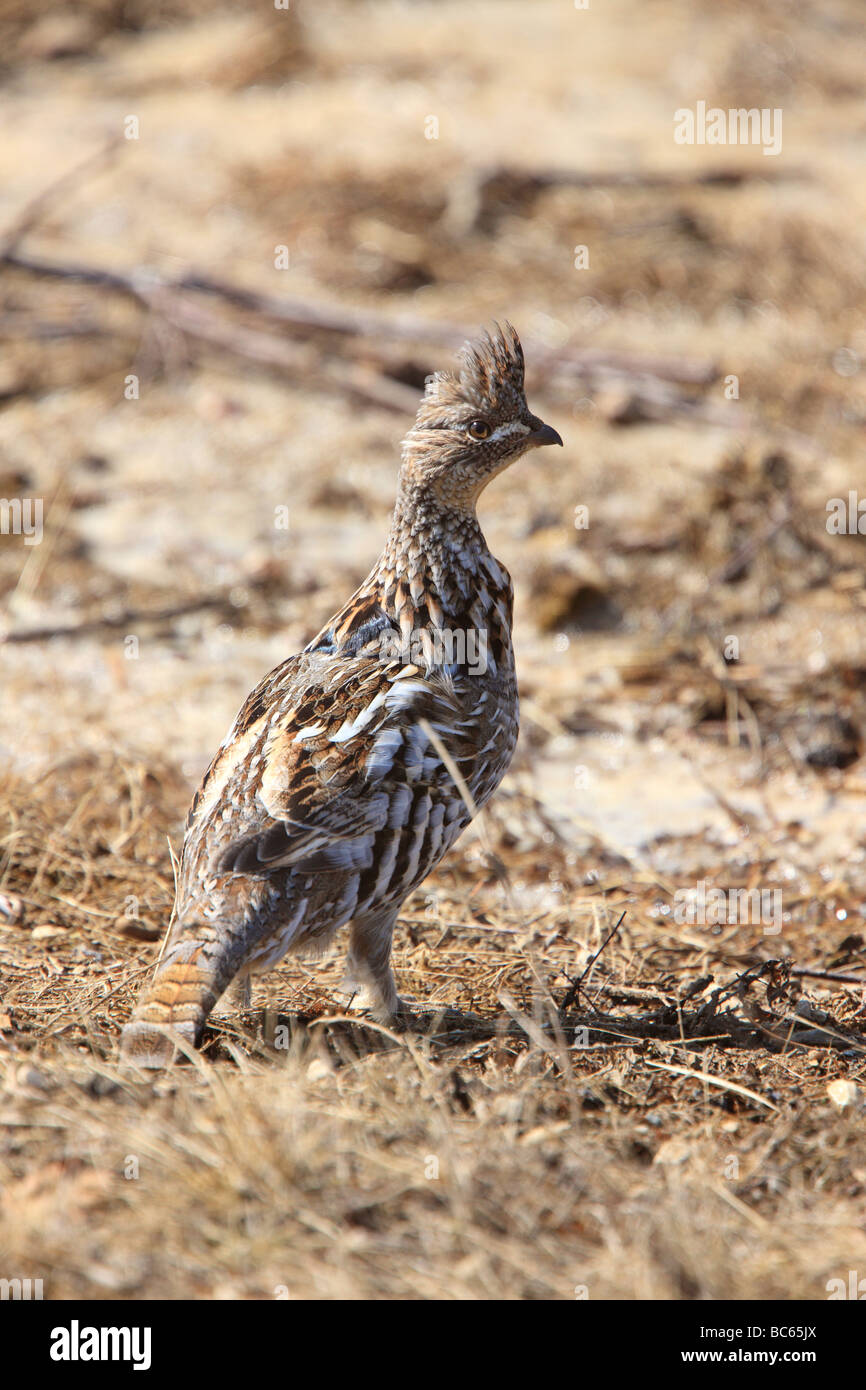 Grouse flight hi-res stock photography and images - Alamy