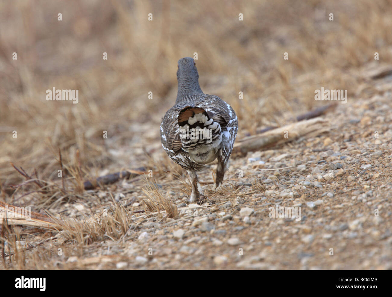 Grouse flight hi-res stock photography and images - Alamy