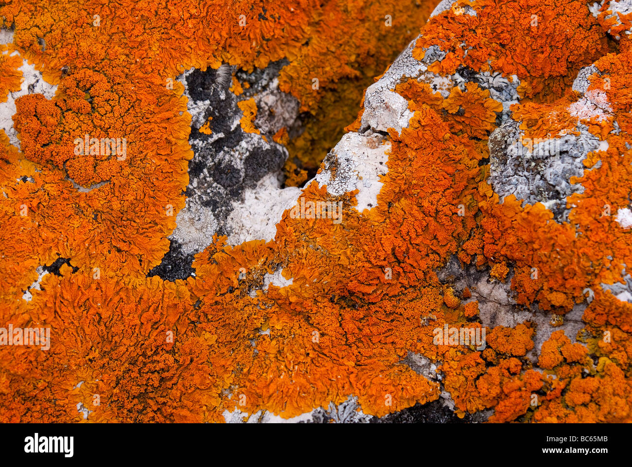 Liquen liquenes hi-res stock photography and images - Alamy