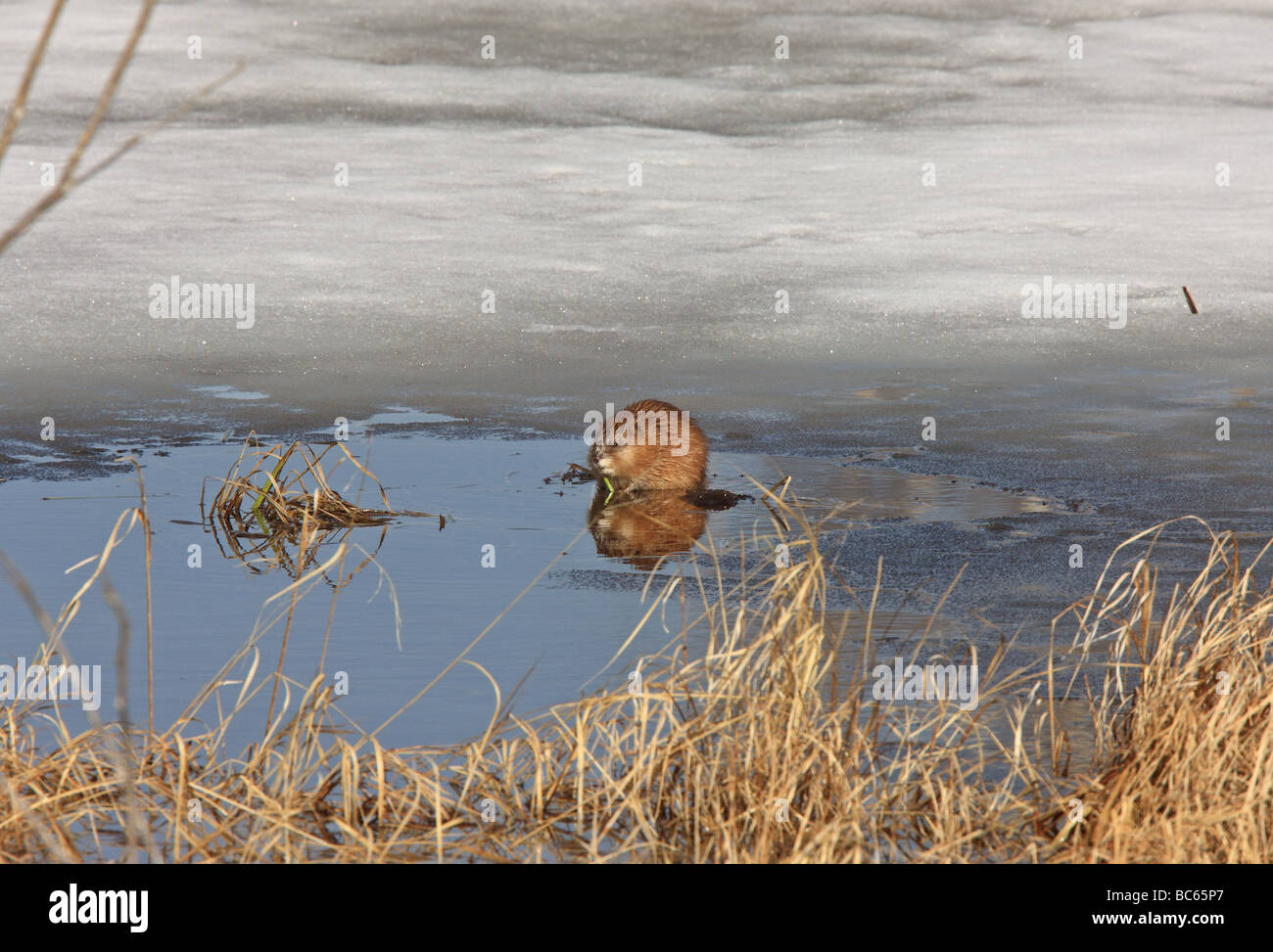 Tail of muskrat hi-res stock photography and images - Alamy