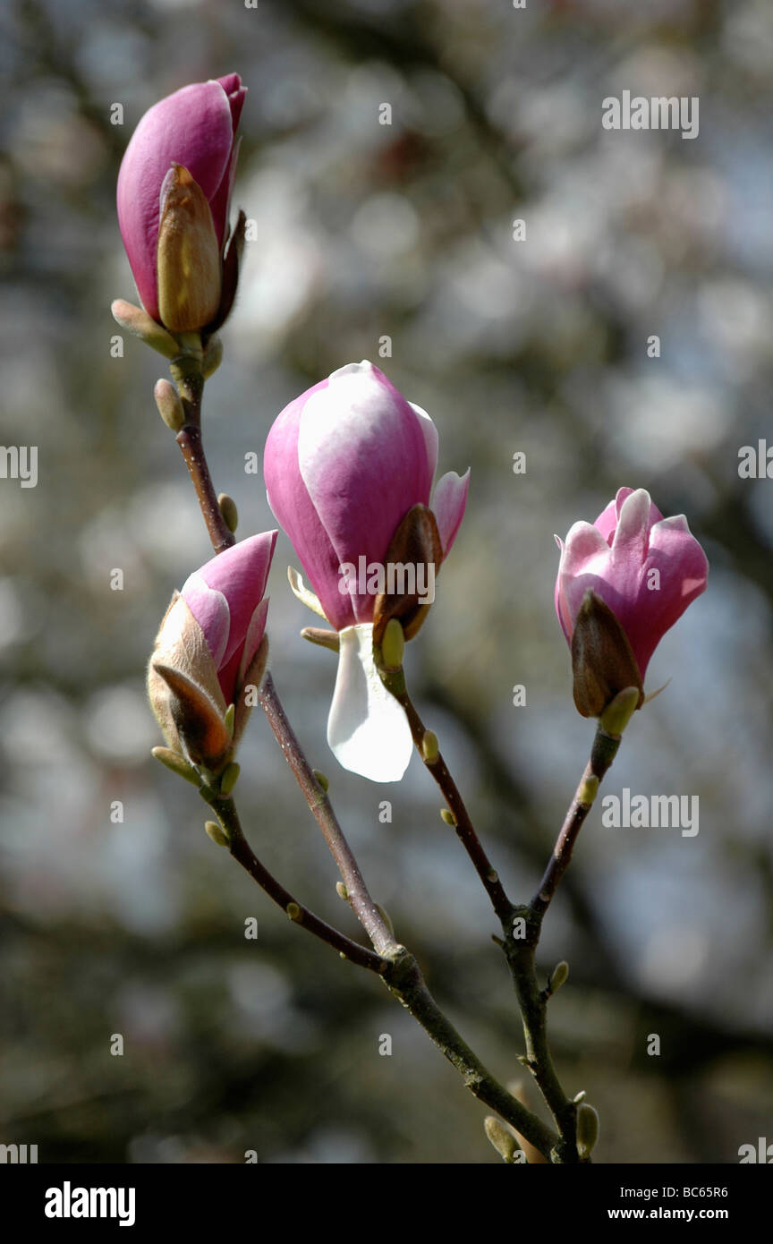 Bursting into flower hi-res stock photography and images - Alamy