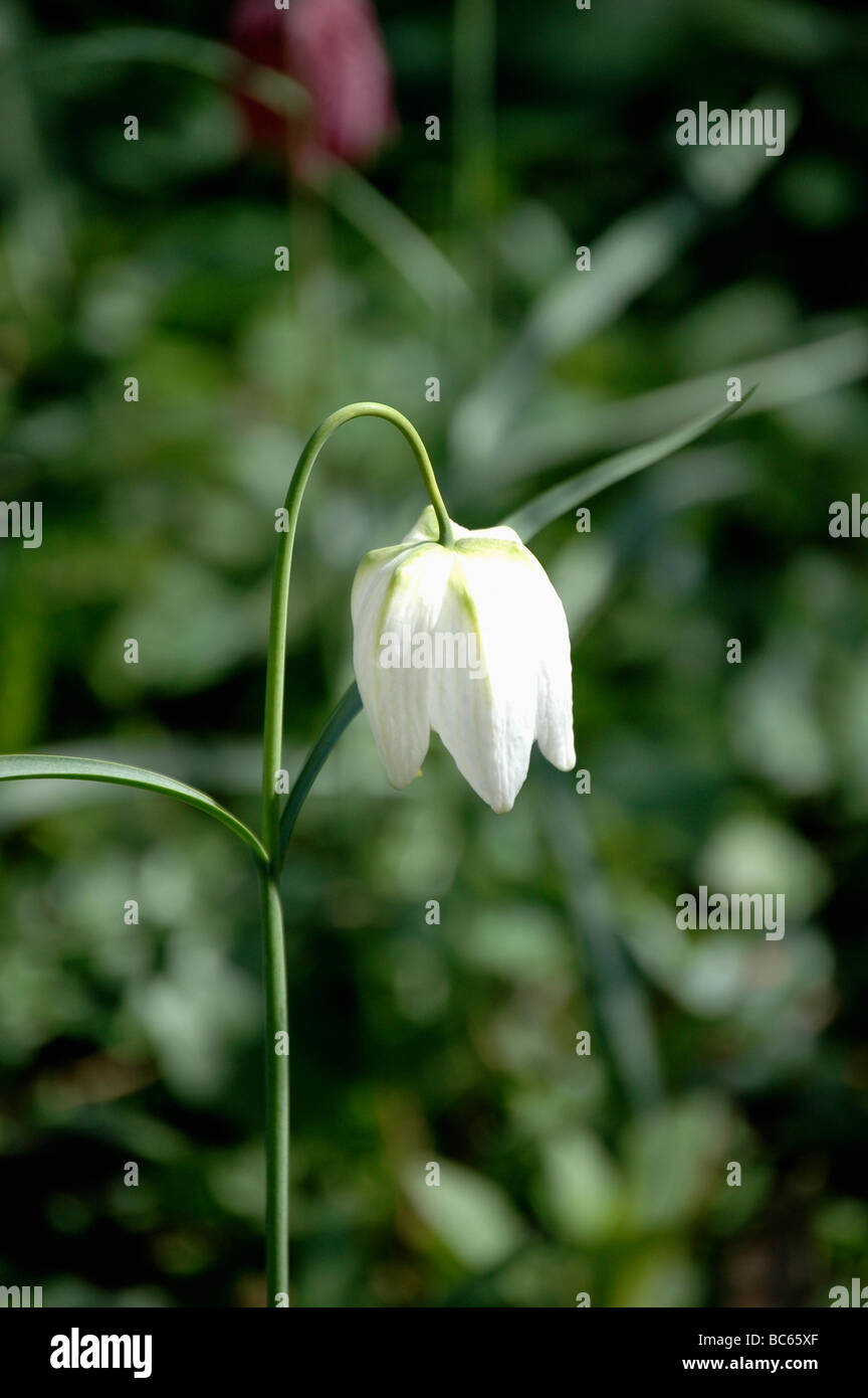 Closeup of white fritillary Stock Photo - Alamy