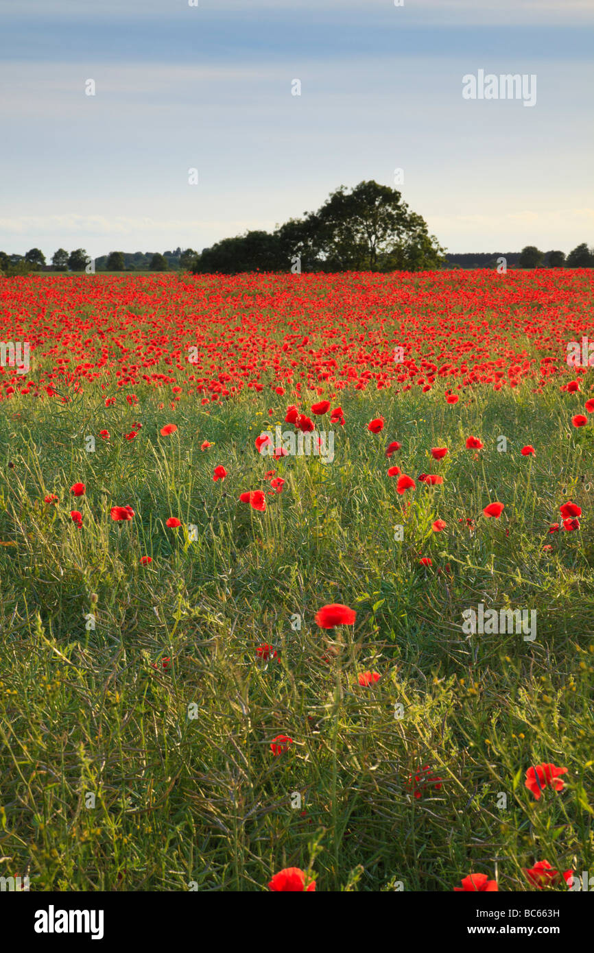 Summer poppy fields hi-res stock photography and images - Alamy