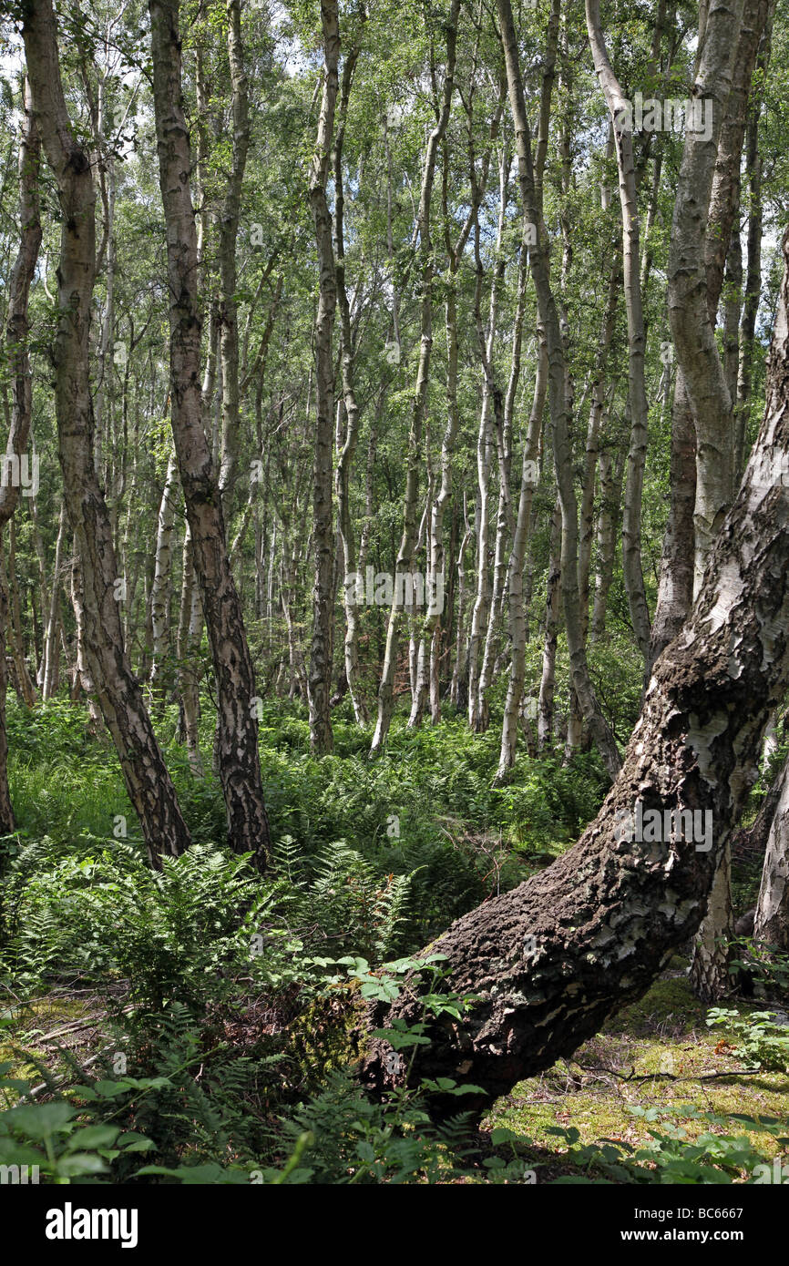 Silver birch trees in a wood Stock Photo - Alamy