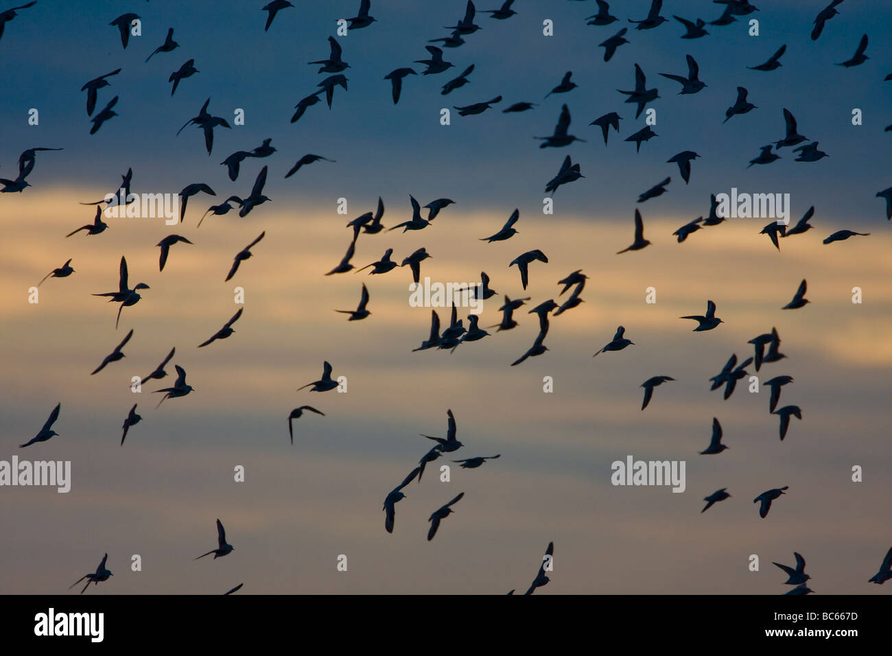 Red Knot, Calidris canutus Stock Photo - Alamy