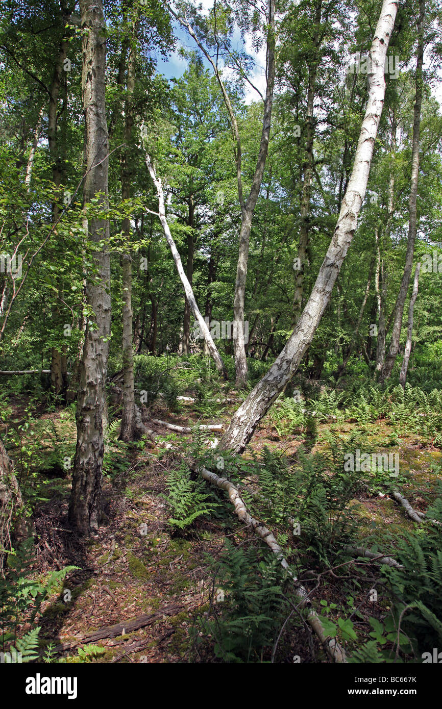 Silver birch trees in a wood Stock Photo - Alamy