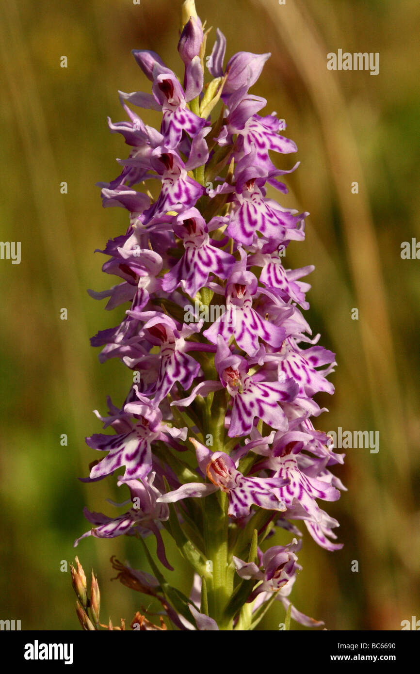 Common Spotted Orchid Dactylorhiza fuchsii Family Orchidaceae Flower ...