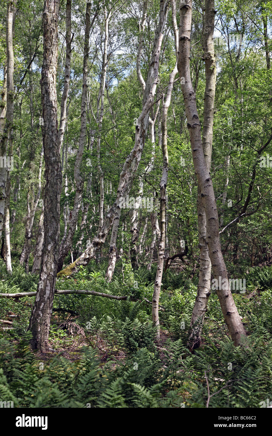 Silver birch trees in a wood Stock Photo - Alamy