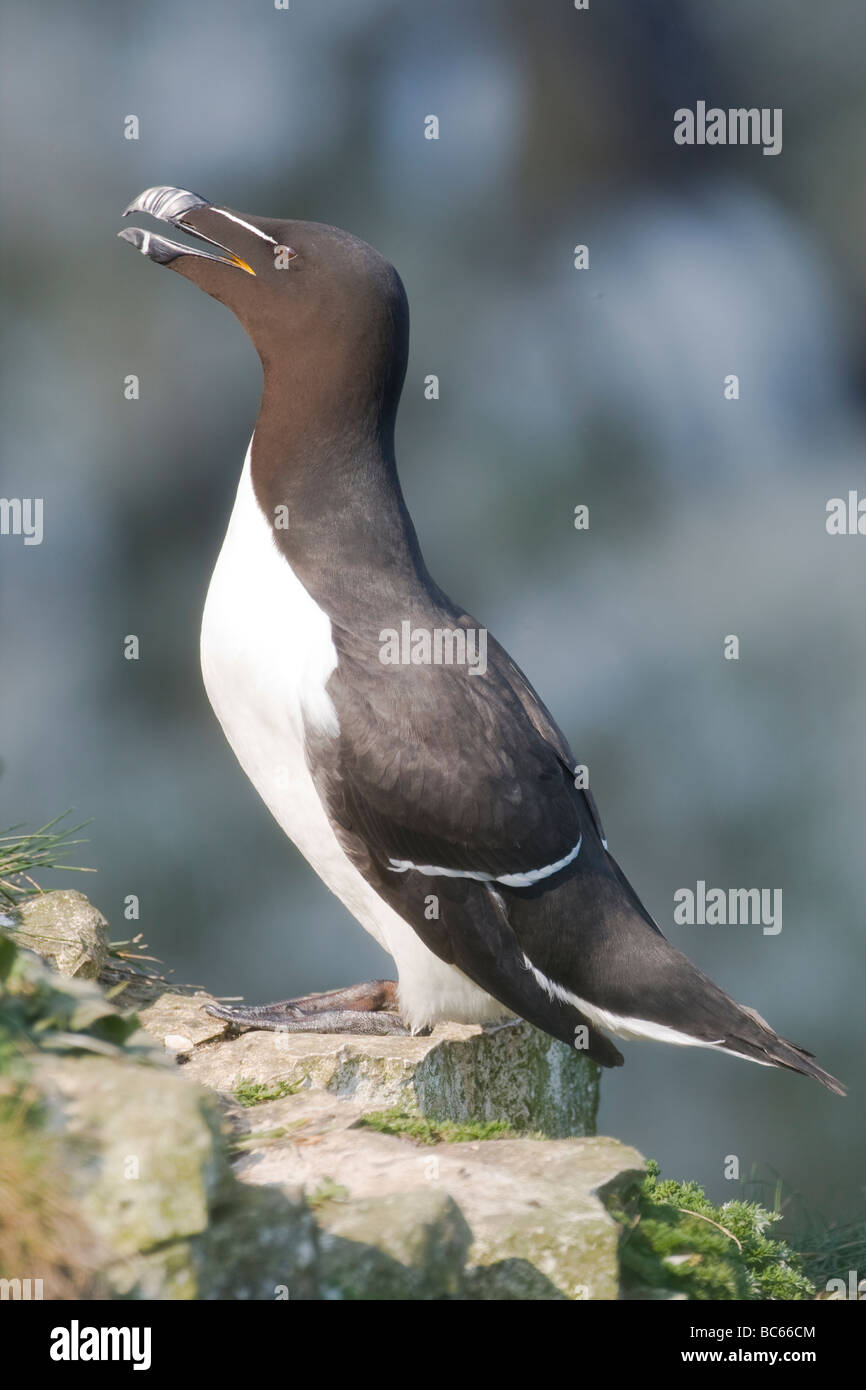 Razorbill, Alca torda, East Yorkshire, UK Stock Photo - Alamy