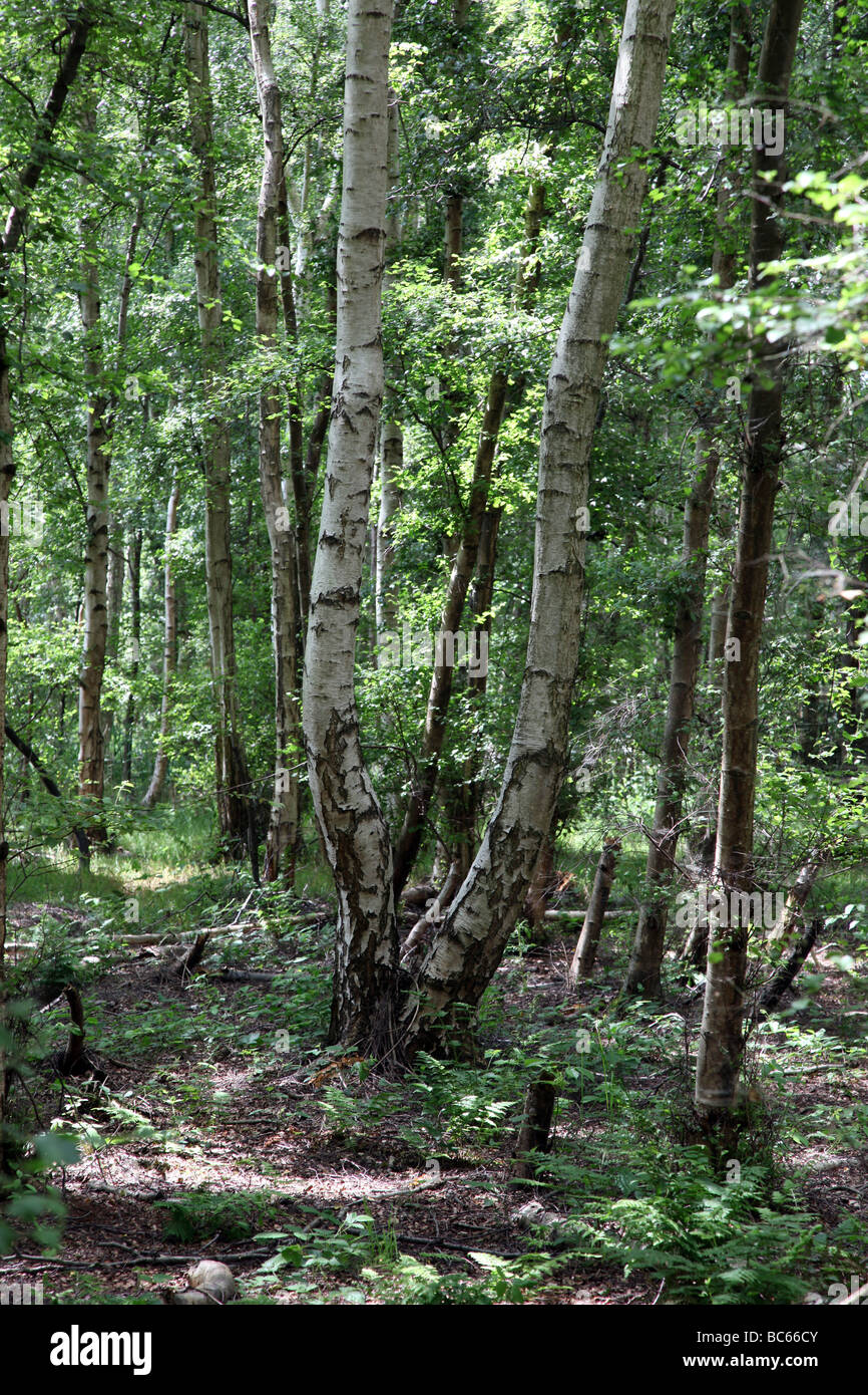 Silver birch trees in a wood Stock Photo - Alamy