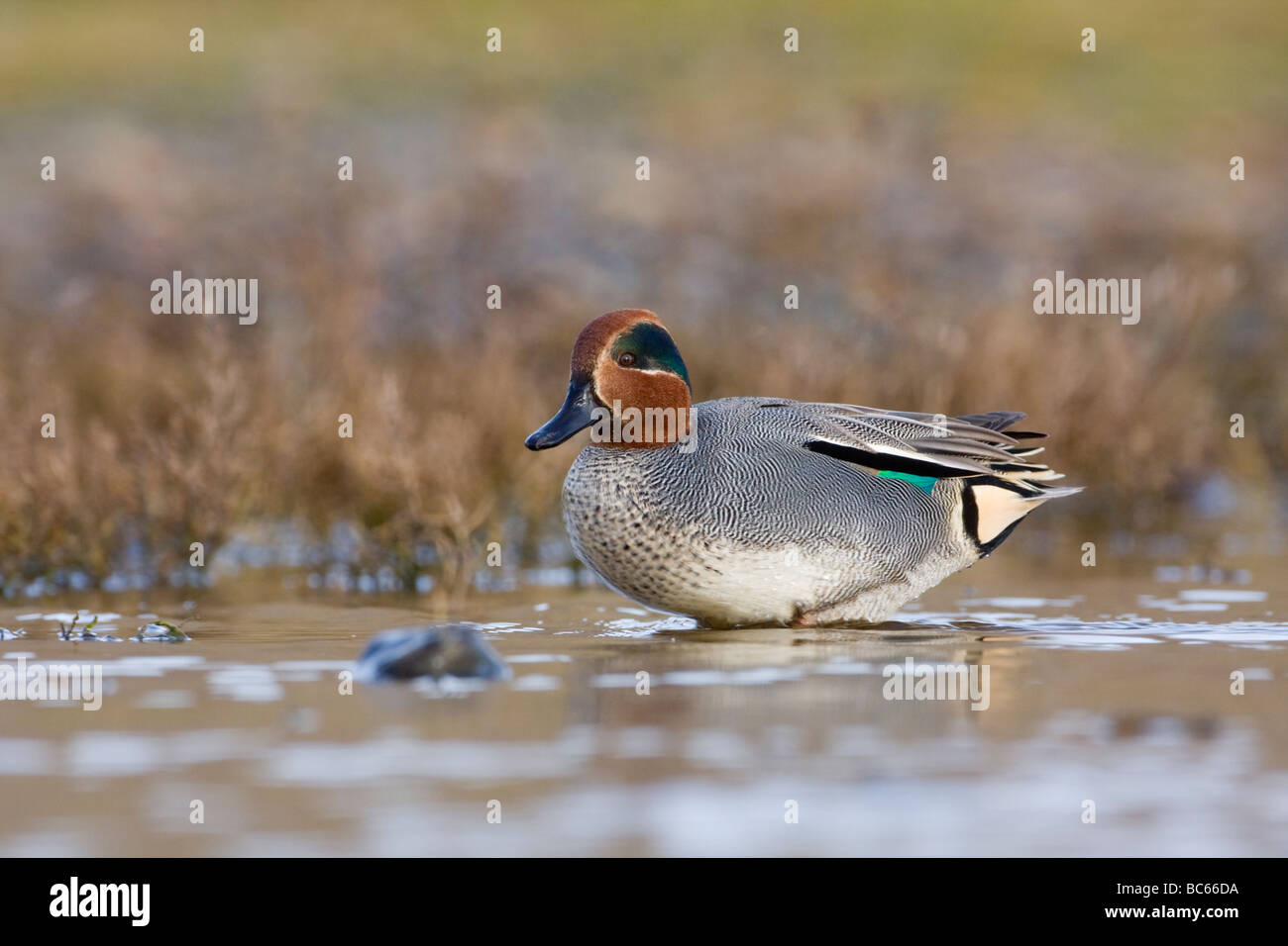 Common teal hi-res stock photography and images - Alamy