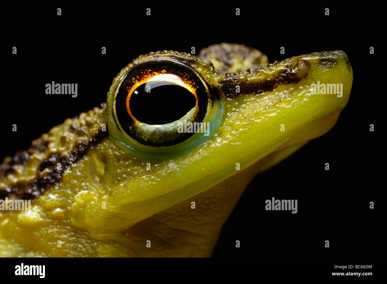 Close up of the head of a bright green Mindanao Splash Frog, Staurois ...