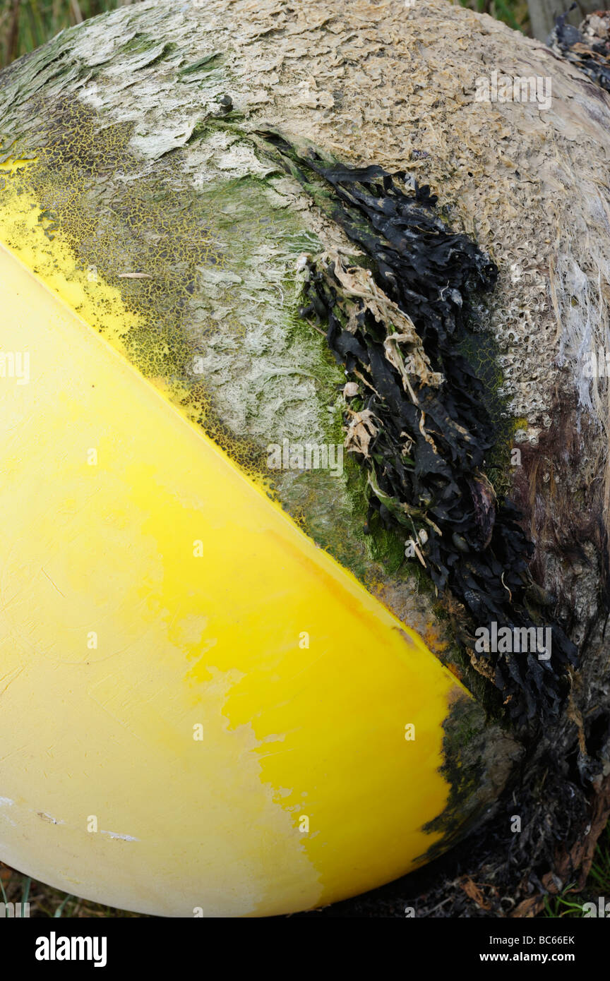 Seaweed detail britain hi-res stock photography and images - Alamy