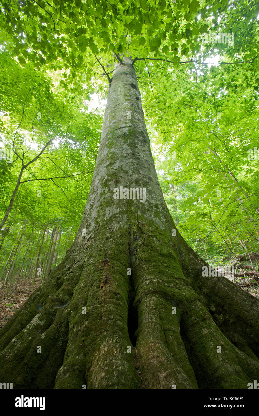 Tree Trunk Shapes High Resolution Stock Photography and Images - Alamy