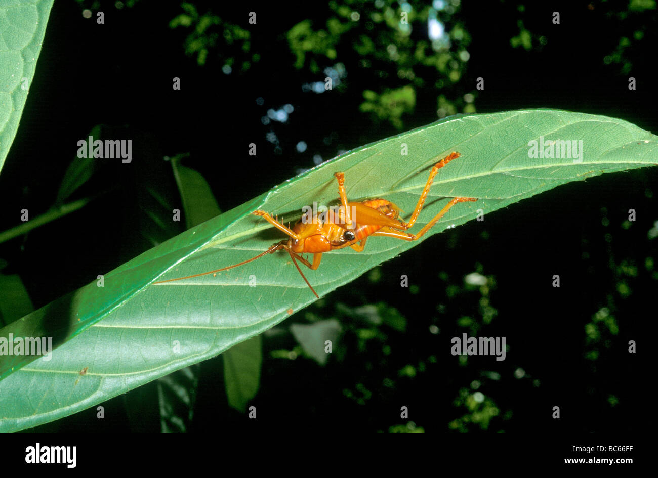 Hidden cricket hi-res stock photography and images - Alamy