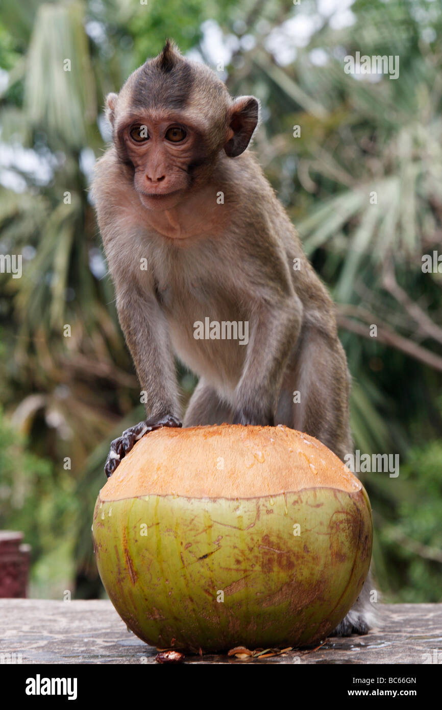 Young "long-tailed macaque" monkey, "Macaca fascicularis" eating ...