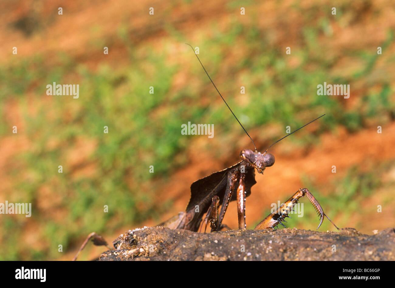 Dead leaf praying mantis deroplatys hi-res stock photography and images ...