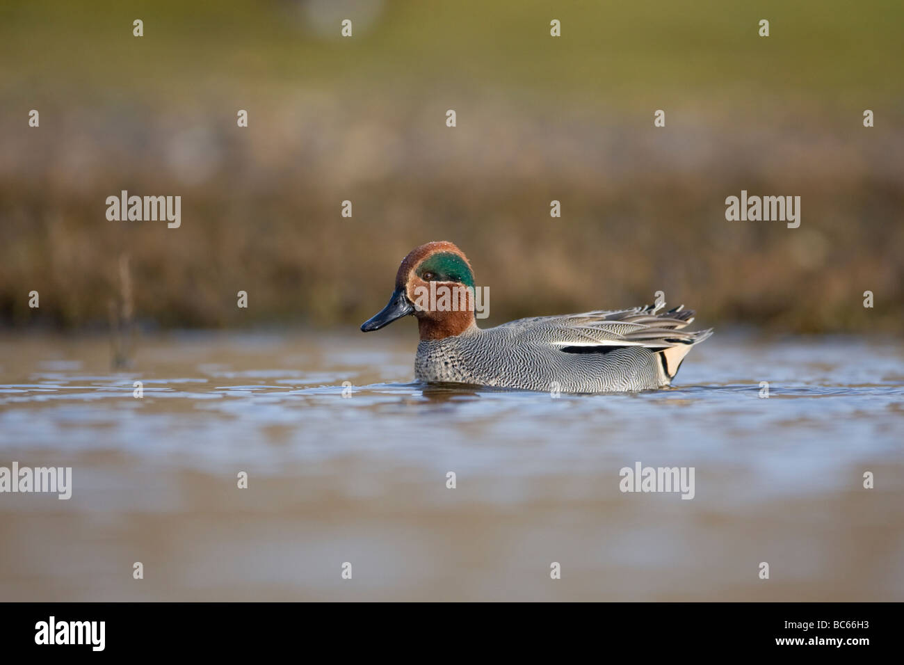 Common Teal, Anas crecca Stock Photo - Alamy