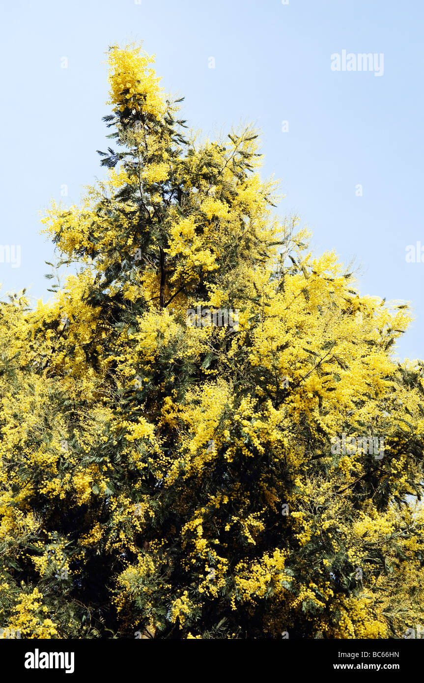 Tree acacia dealbata hi-res stock photography and images - Alamy