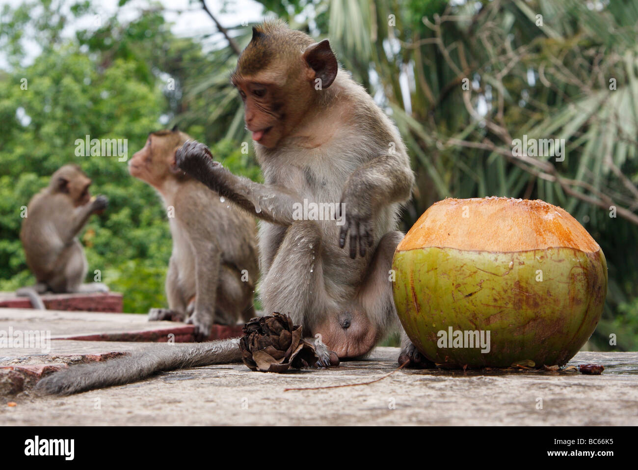 "Long-tailed macaque" monkeys, "Macaca fascicularis" eating coconut ...