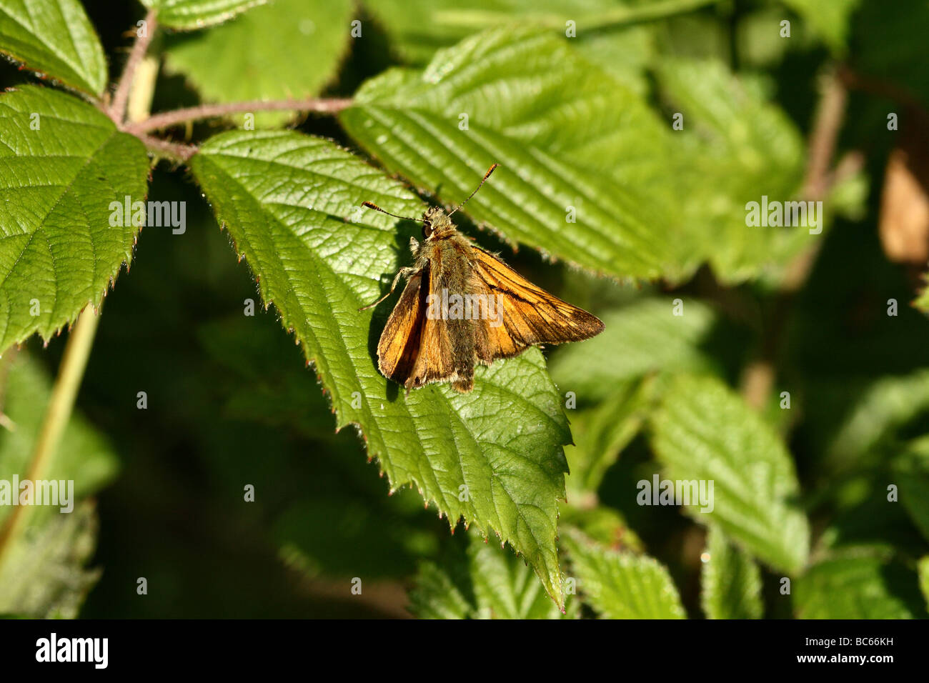 Small Skipper Male Thymelicus sylvestris showing Scent bar on Upper ...